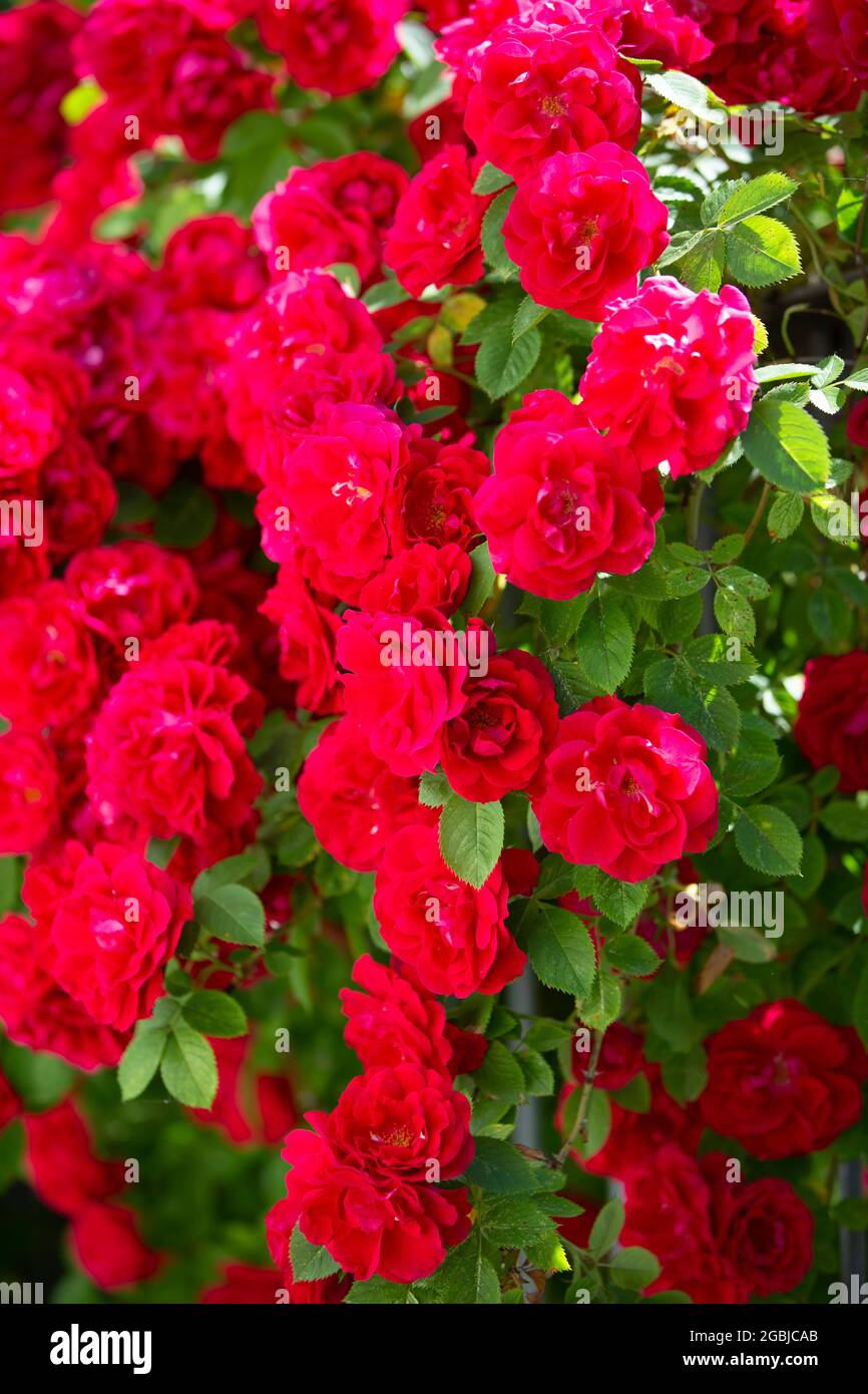 Large upright shrub hi-res stock photography and images - Alamy