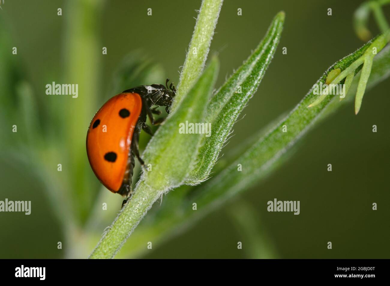 Sevenspotted lady beetle hi-res stock photography and images - Alamy