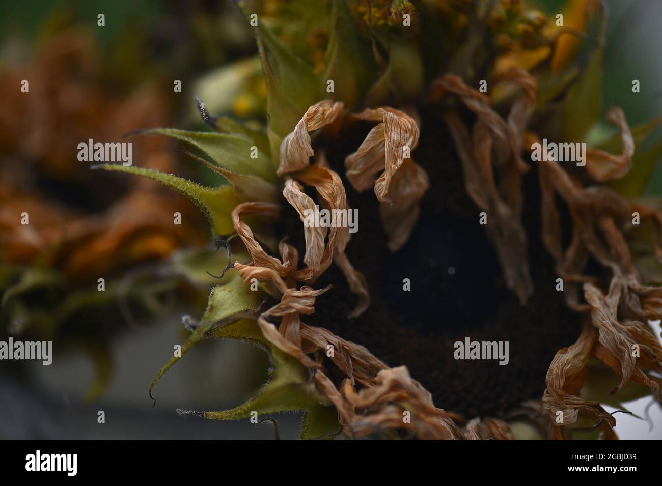 Decaying sunflower hi-res stock photography and images - Alamy