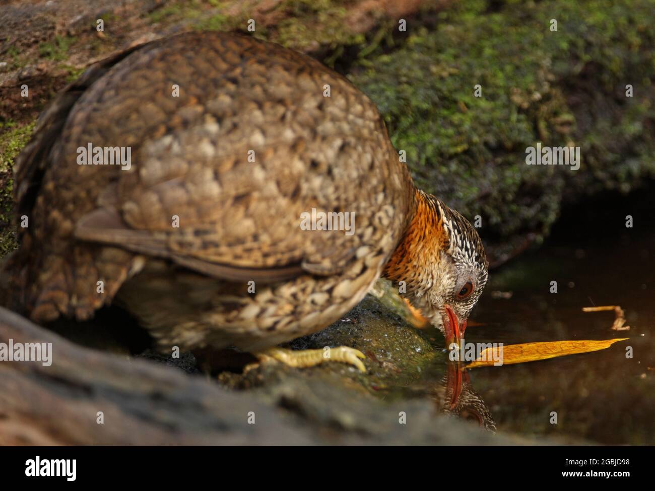 Green-legged Partridge (Arborophila chloropus chloropus) adult drinking ...
