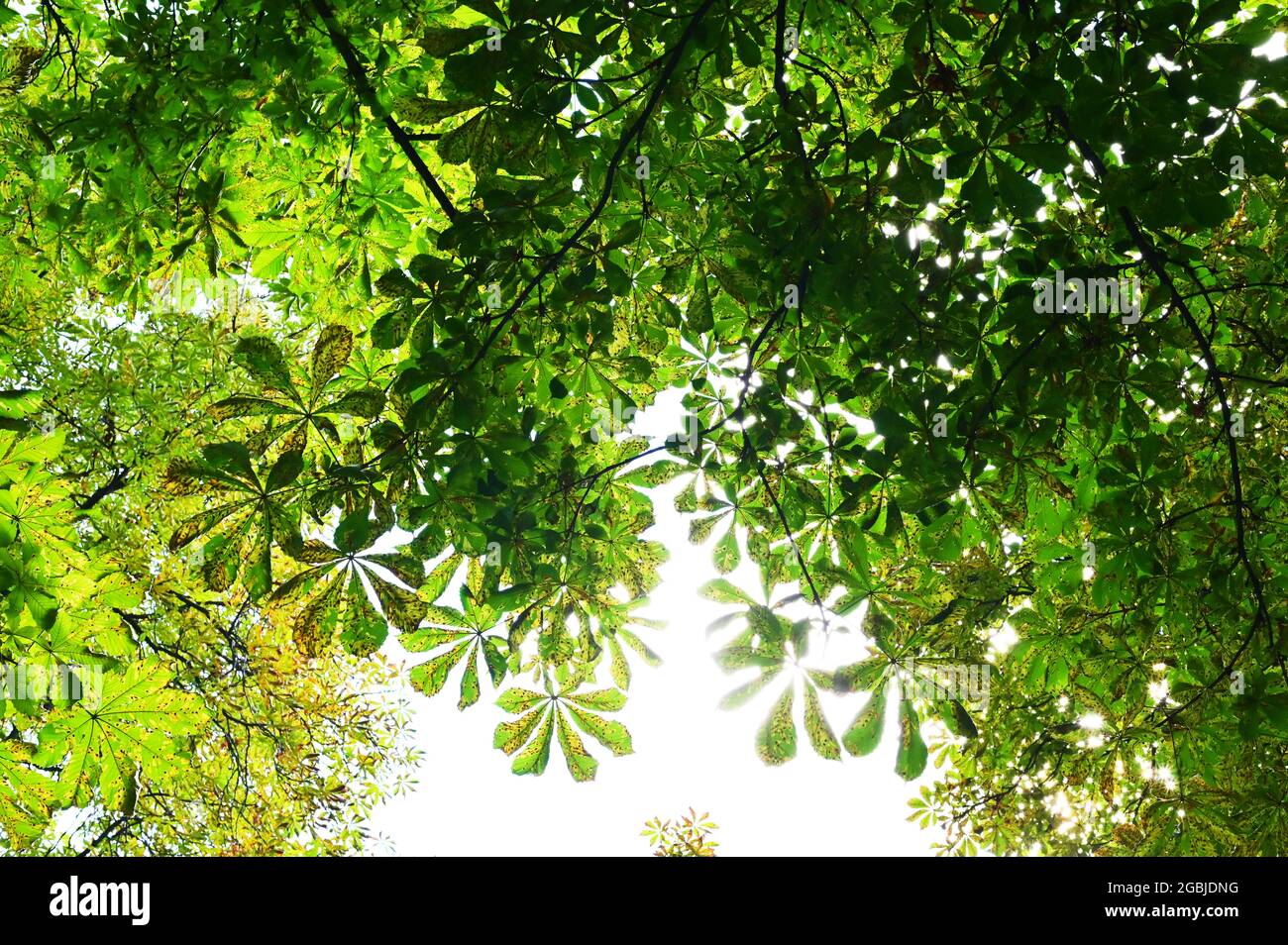 The branches of chestnut trees. Tree of sweet eatable chestnut in latin ...