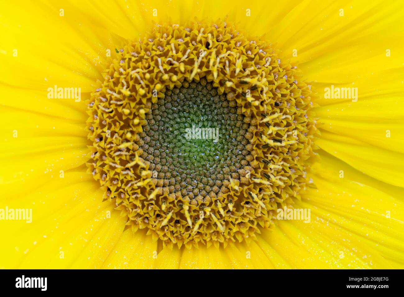 Close-up texture of a yellow sunflower with a pith Stock Photo - Alamy
