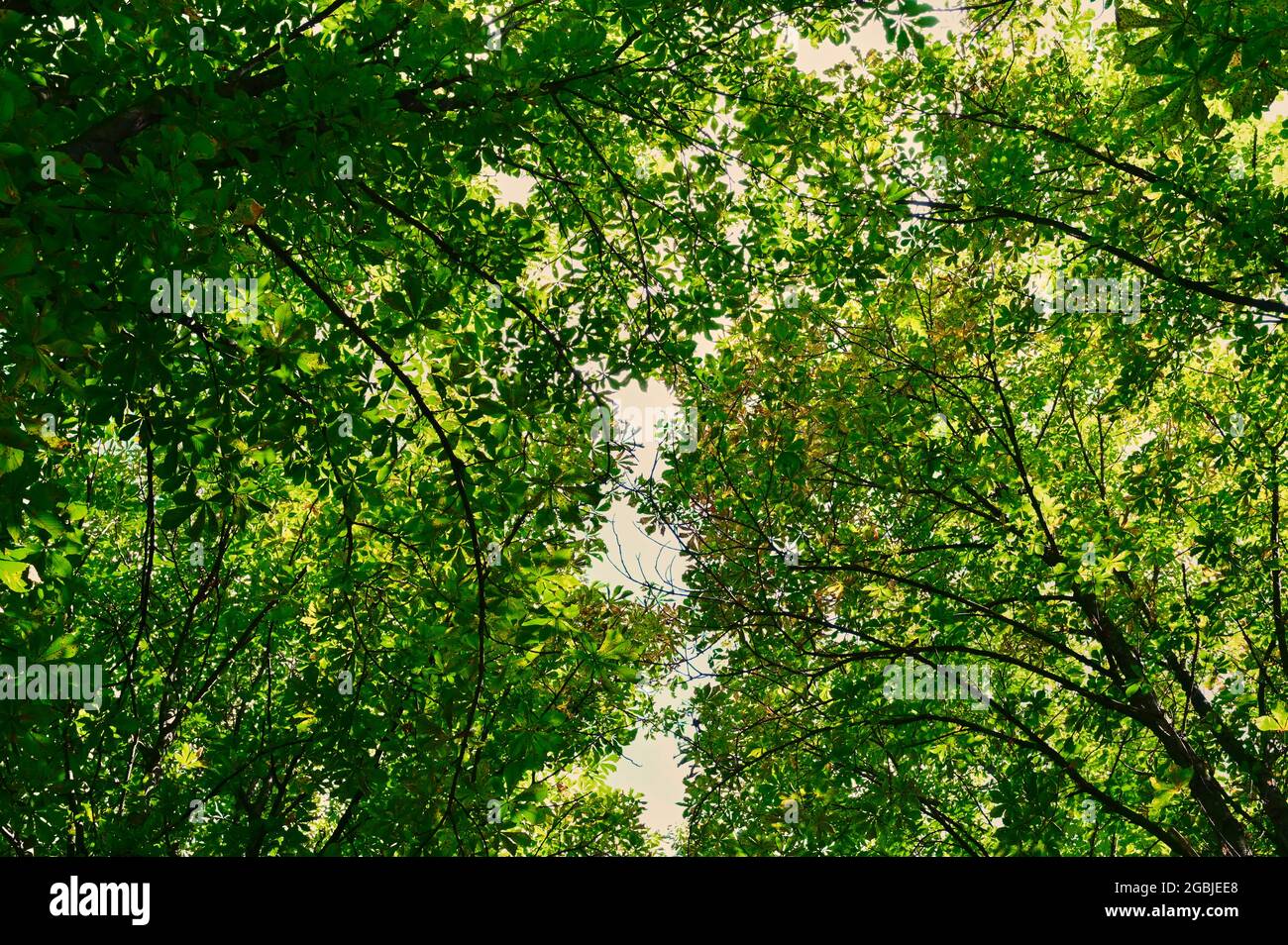 The branches of chestnut trees. Tree of sweet eatable chestnut in latin ...