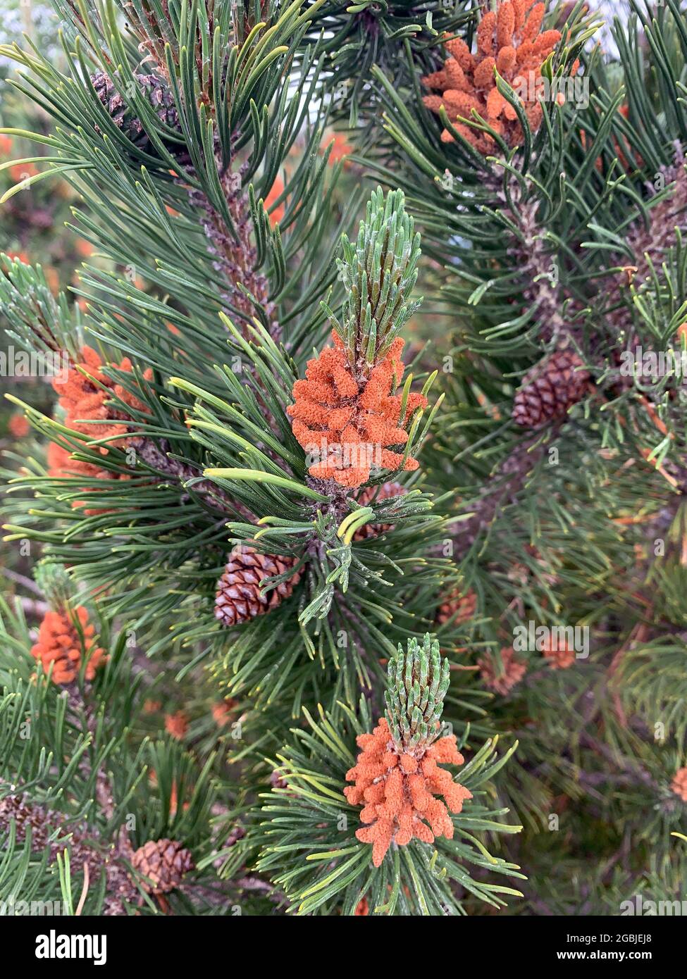 Resinous conifer wood hi-res stock photography and images - Alamy