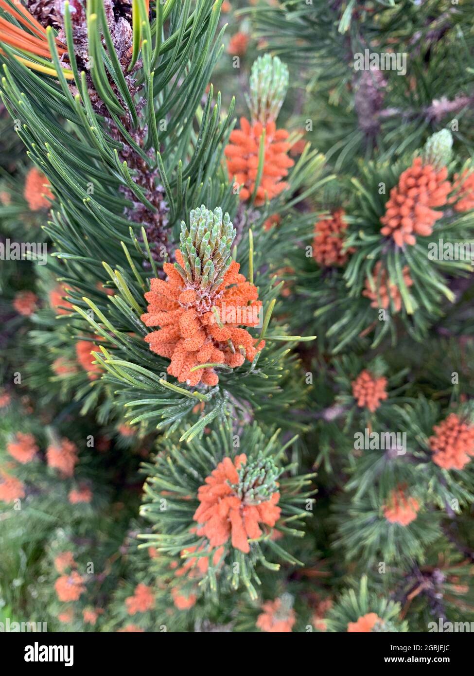 Resinous conifer wood hi-res stock photography and images - Alamy