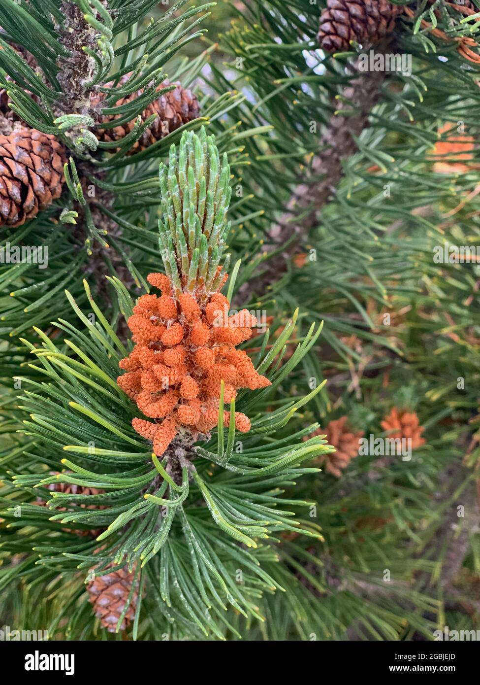 Resinous conifer wood hi-res stock photography and images - Alamy