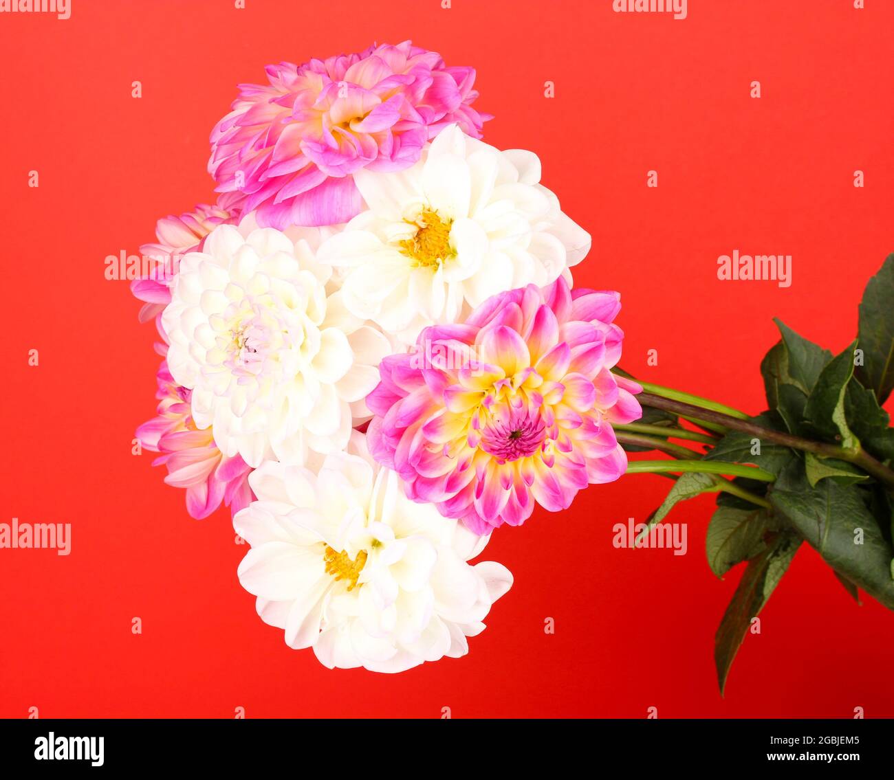 Bouquet of dahilas on the color background Stock Photo - Alamy