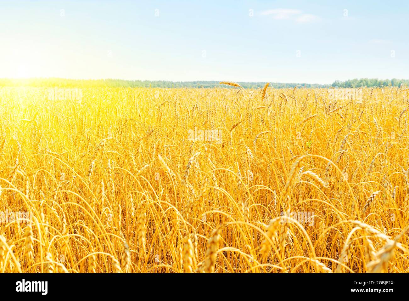 Gramineous Plants High Resolution Stock Photography and Images - Alamy