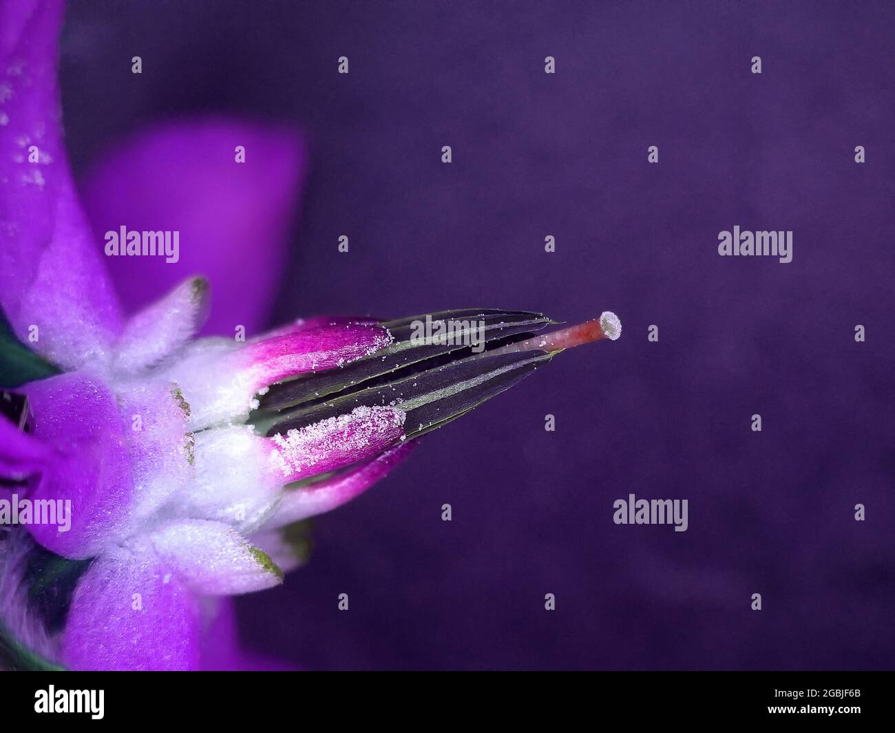 Mallow, Medicinal Plant Flower, Pistil Stock Photo - Alamy