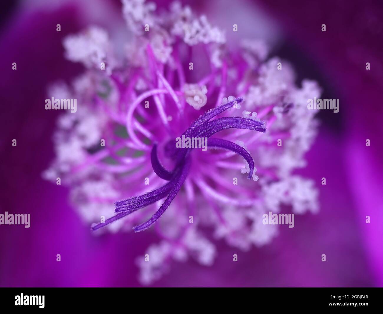 Mallow, Medicinal Plant Flower Under A Microscope Stock Photo - Alamy