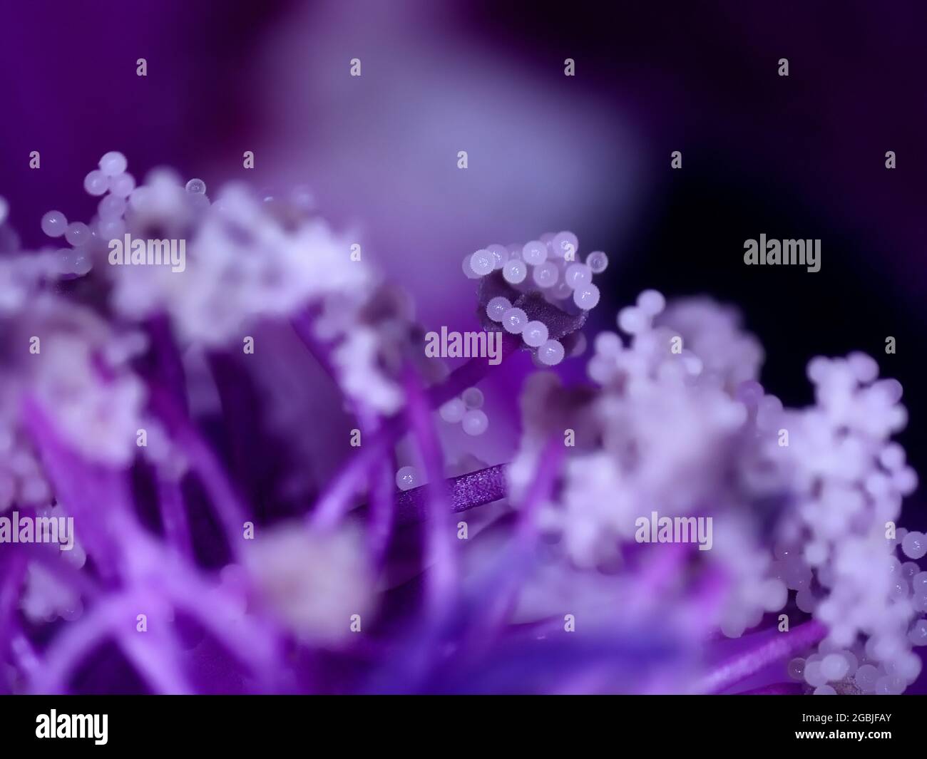 Mallow, Medicinal Plant, Flower, Microscopic View Stock Photo - Alamy