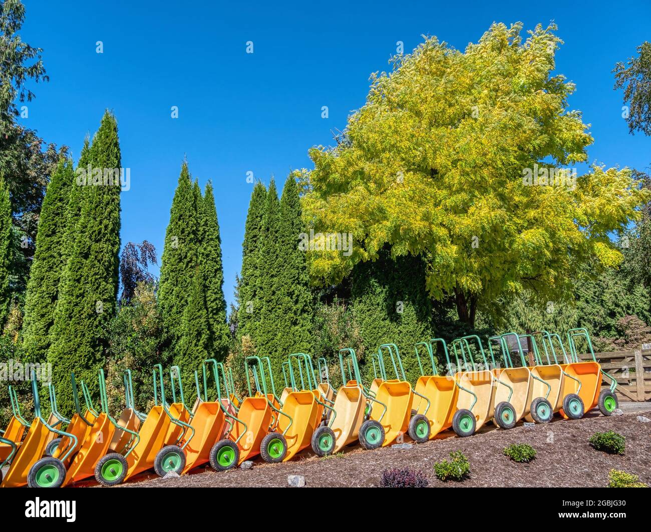 Orange carts for U-pick farm. Farmer's parking lot Stock Photo - Alamy