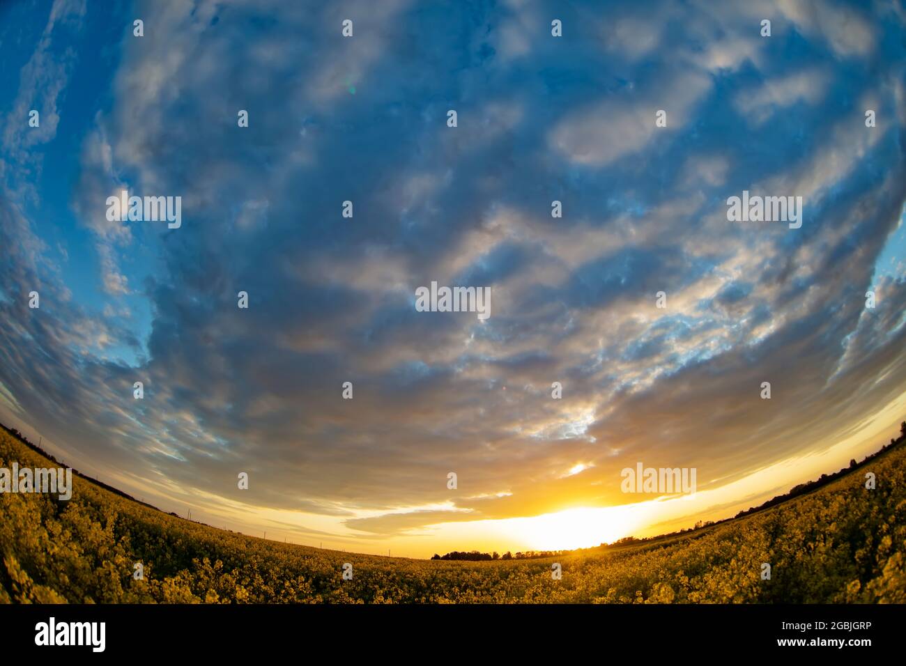Yellow rapeseed grass shot with a fisheye lens against the sky. Natural ...