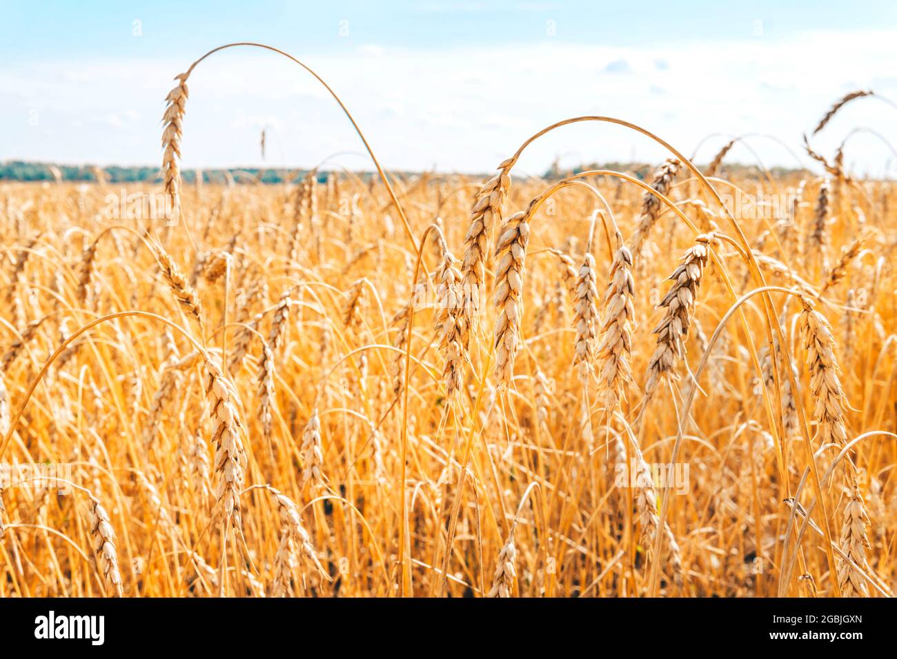 Growing wheat in the field. The rural nature. Agricultural industry ...