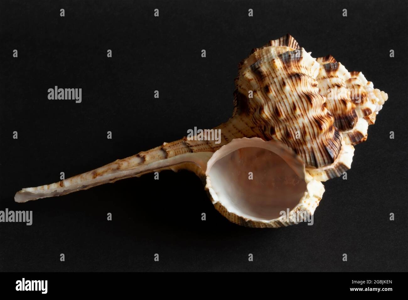 The Snipes Bill is a member of the Rock Shell family with a long ...