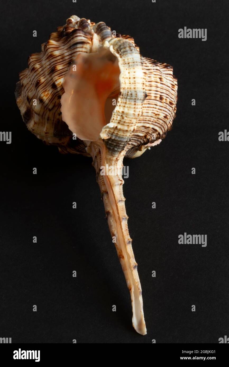 The Snipes Bill is a member of the Rock Shell family with a long ...