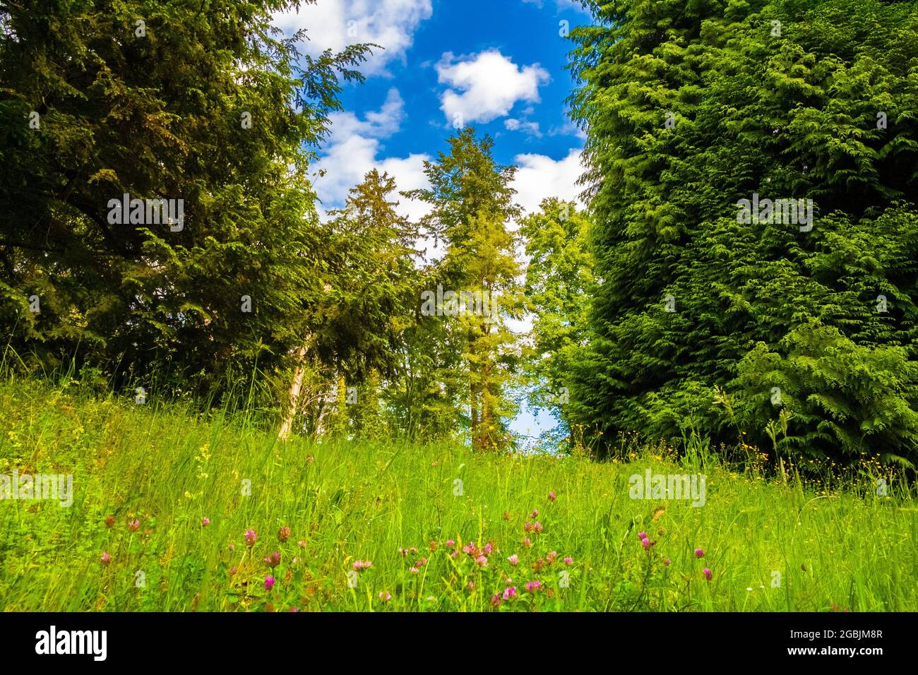Spring meadow flowers forest germany hi-res stock photography and ...