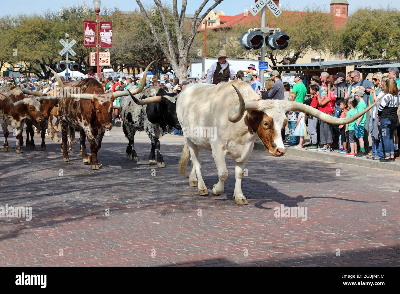 Cattle drive texas hi-res stock photography and images - Alamy