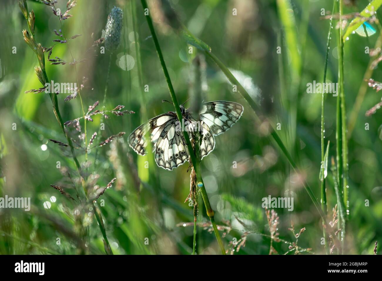 Close up of Marbled white butterfly in National Park, UK Stock Photo ...