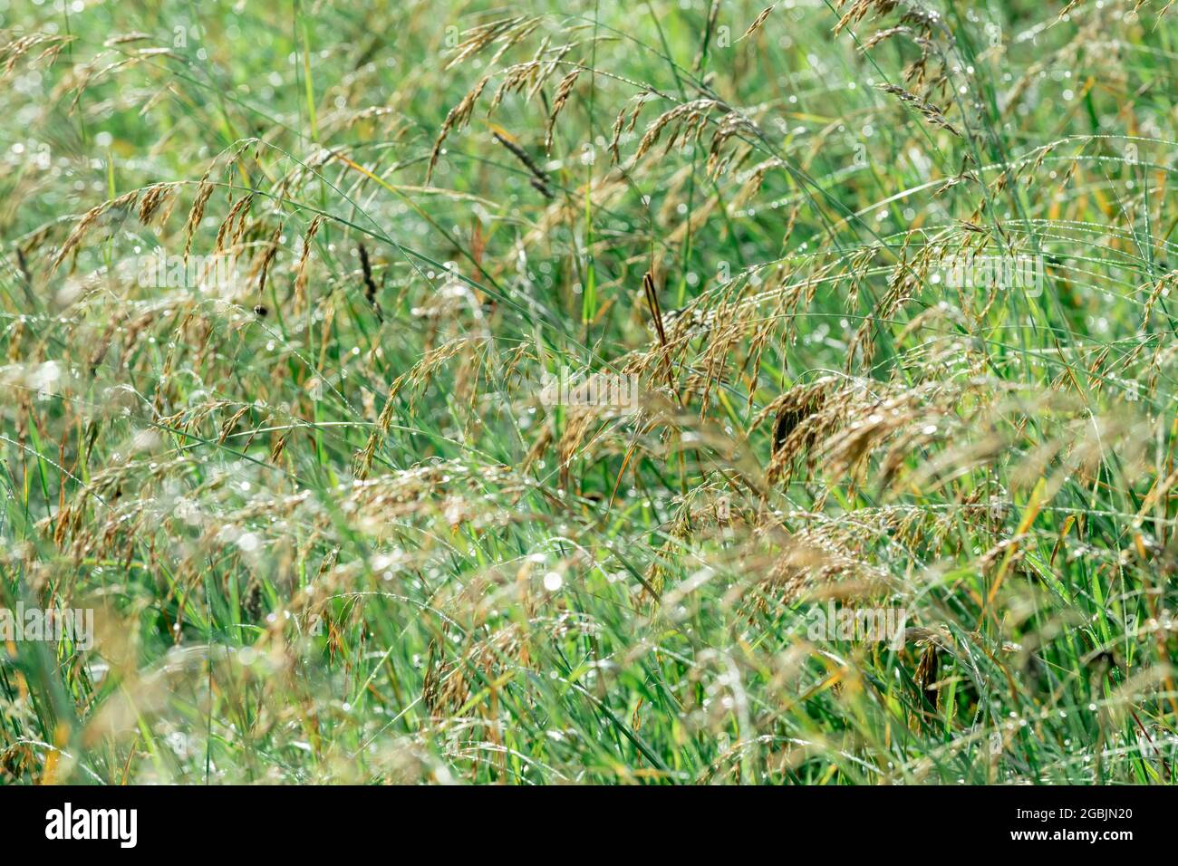Close up of wild grassing at the field Stock Photo - Alamy
