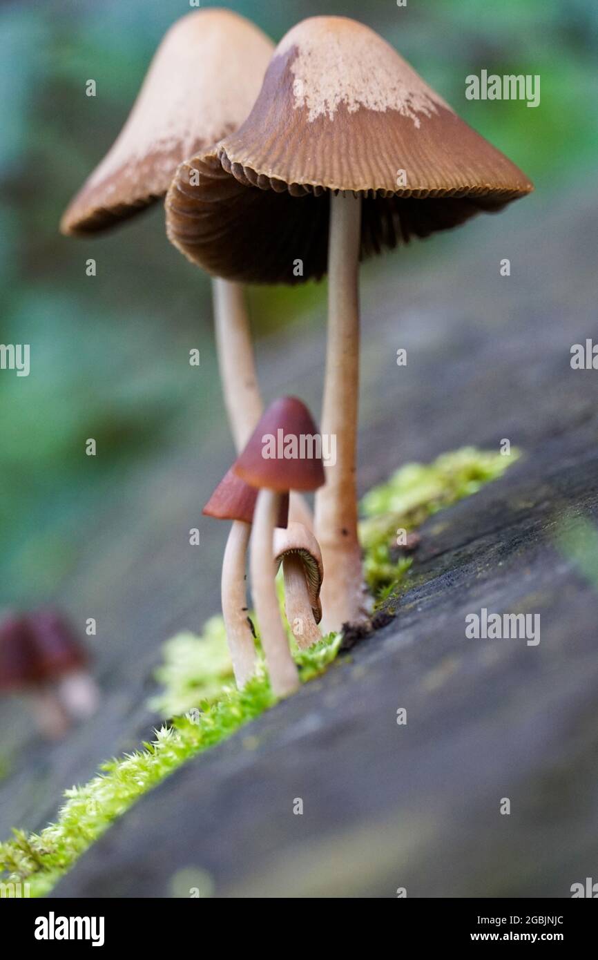 Bleeding fairy helmet bleeding hi-res stock photography and images - Alamy