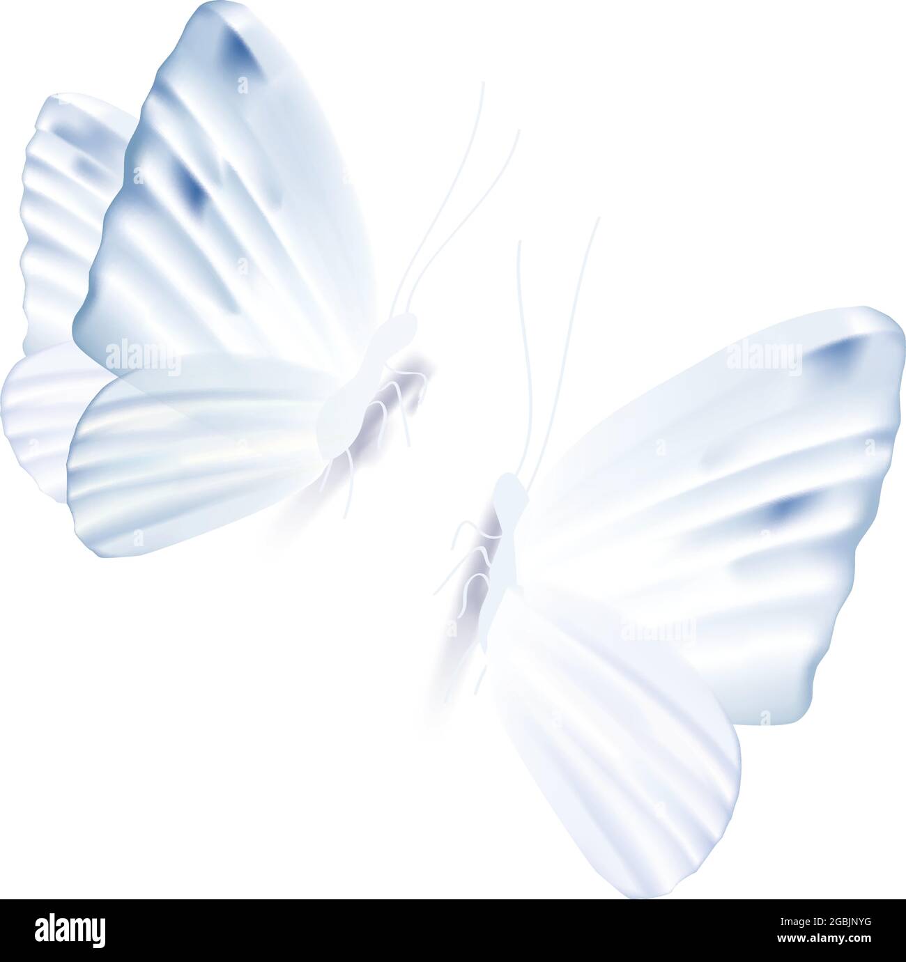 Vector illustration of two light blue butterflies isolated on white ...
