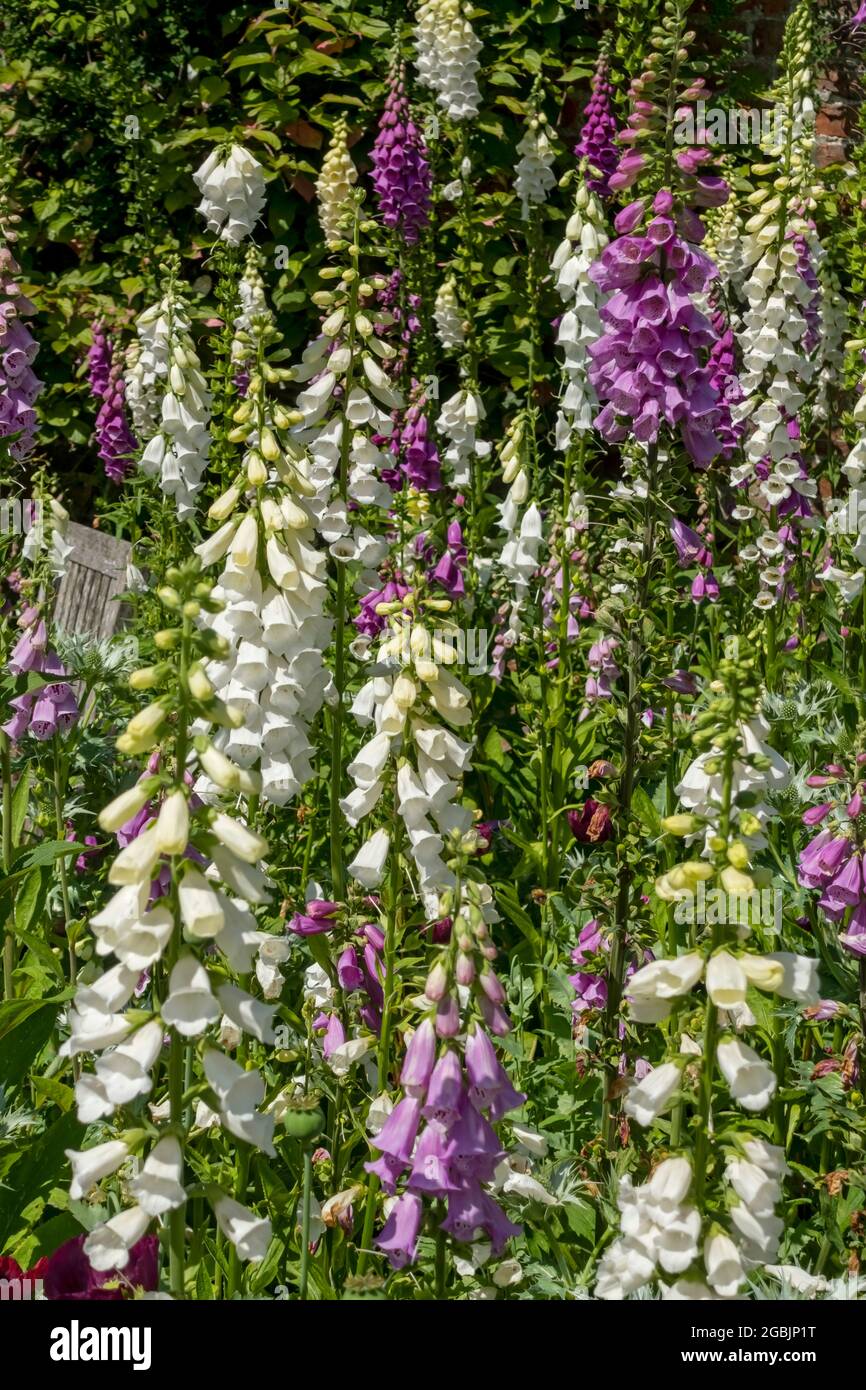 Foxglove plant close up hi-res stock photography and images - Alamy