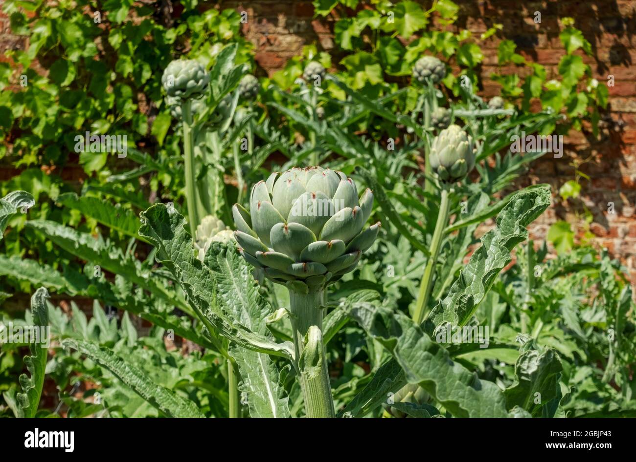 Cardoon plant hi-res stock photography and images - Alamy