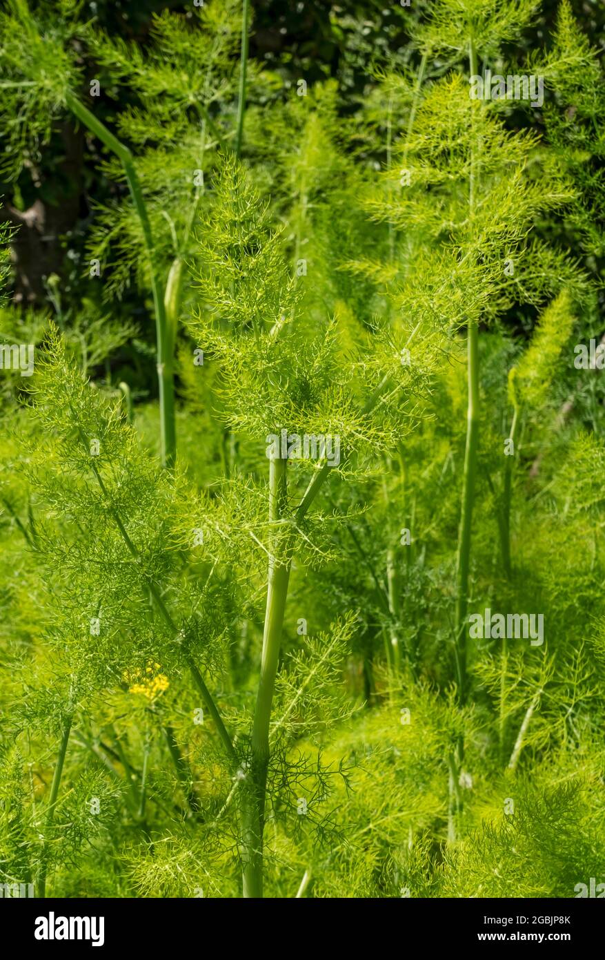 Fennel plant foeniculum vulgare hi-res stock photography and images - Alamy