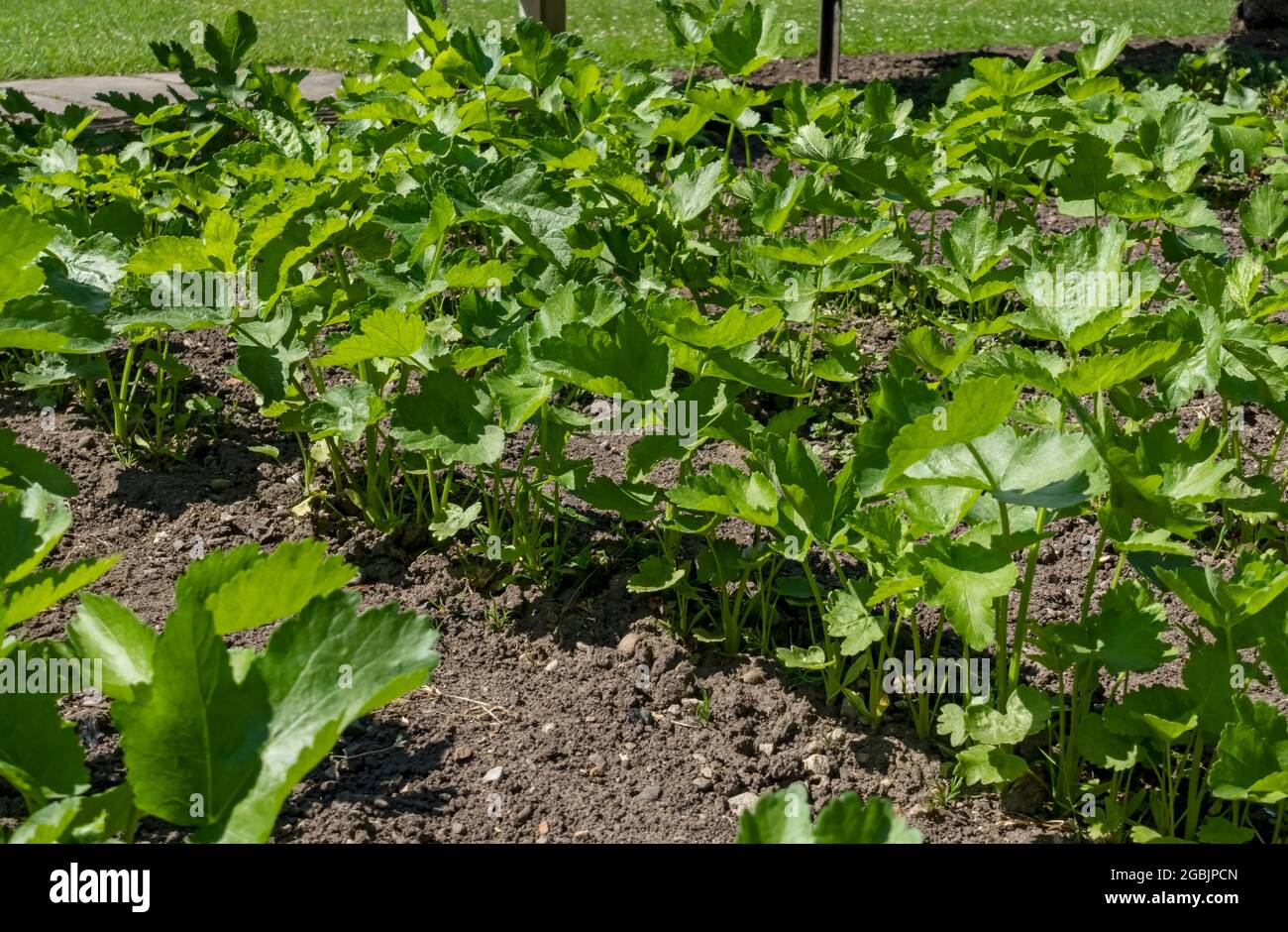 Parsnip leaves hi-res stock photography and images - Alamy