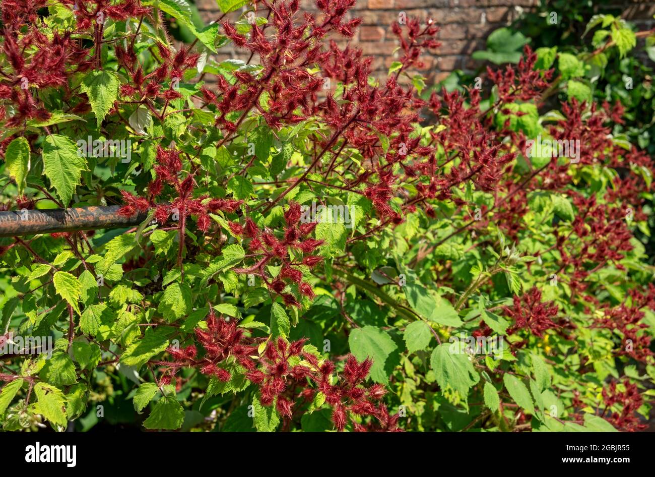 Japanese wineberry bush hi-res stock photography and images - Alamy