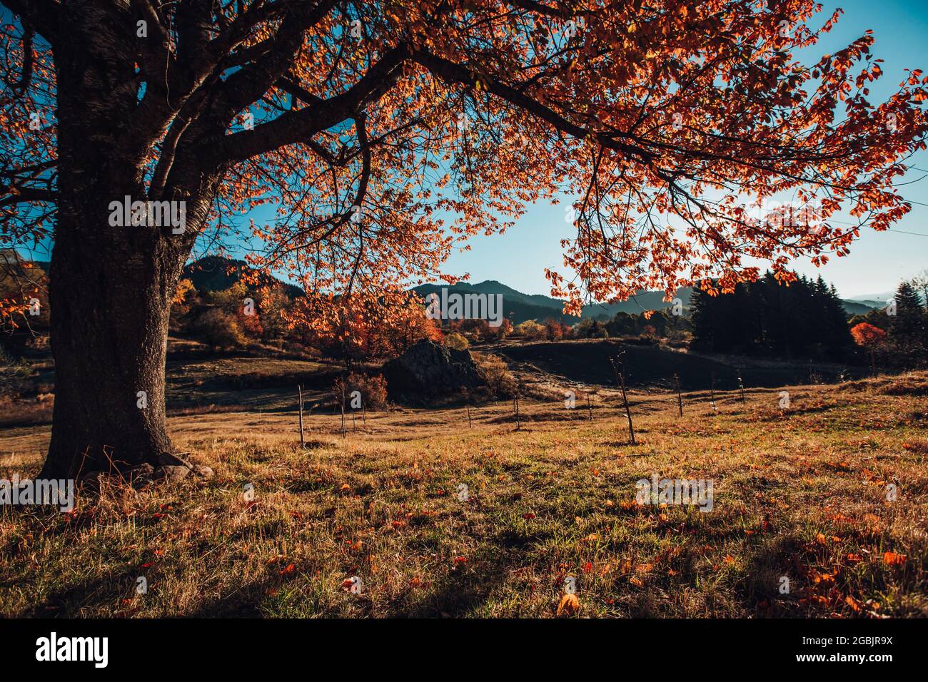 Autumn tree and mountain Stock Photo - Alamy
