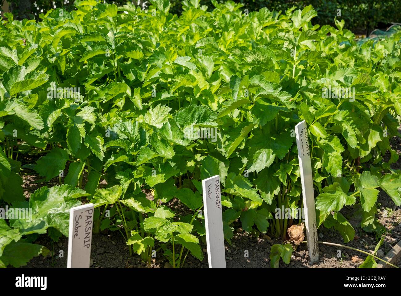 Rows of parsnip plant parsnips plants growing in vegetable garden in ...