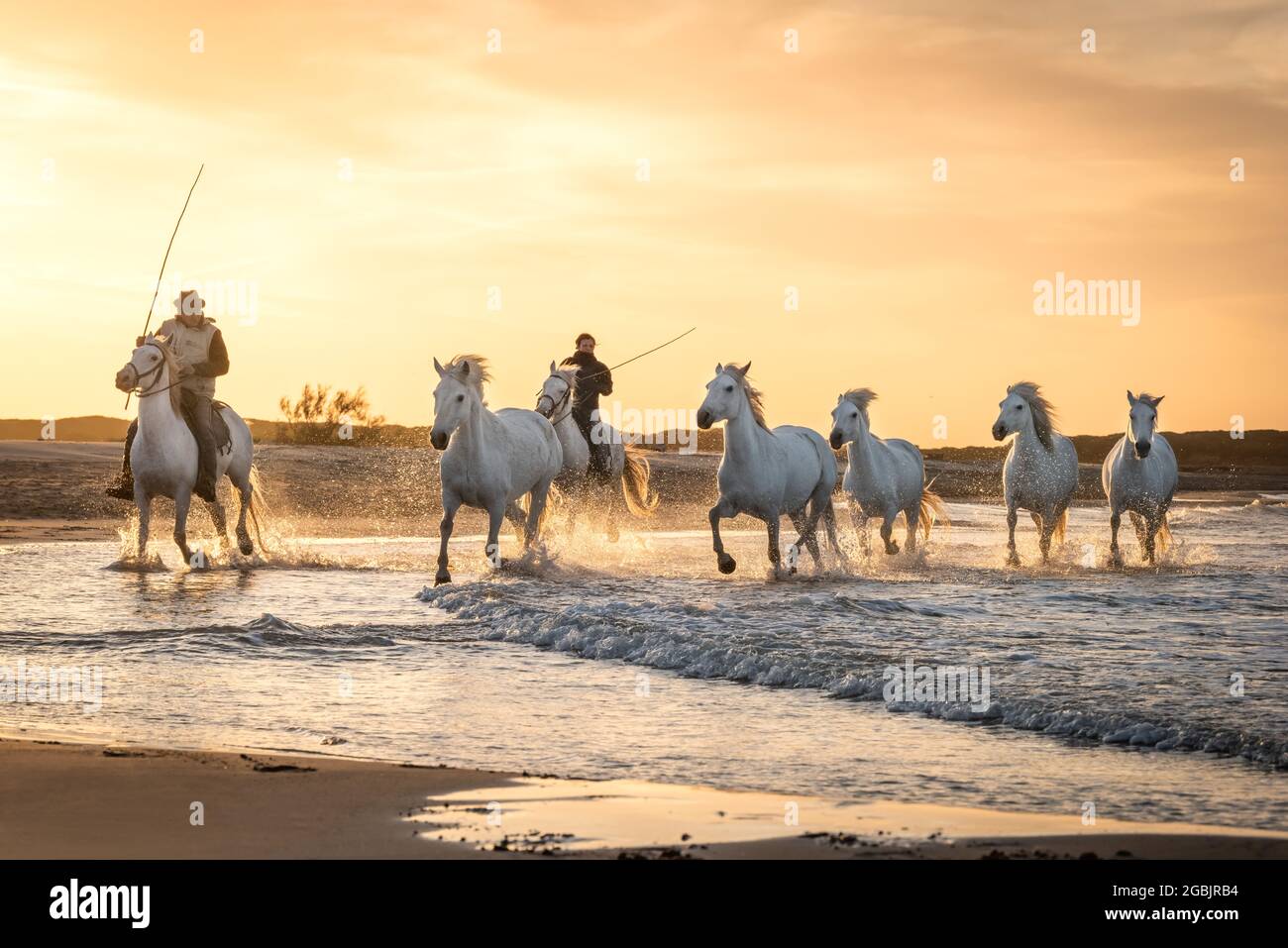 Camargue, France, April 28 2019 : White horses and two guardians are ...