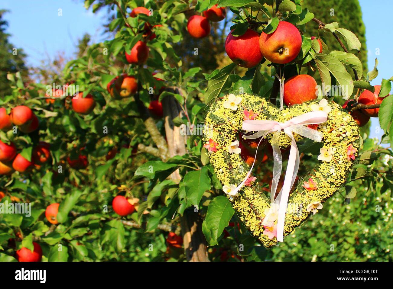 heart in the apple tree Stock Photo - Alamy