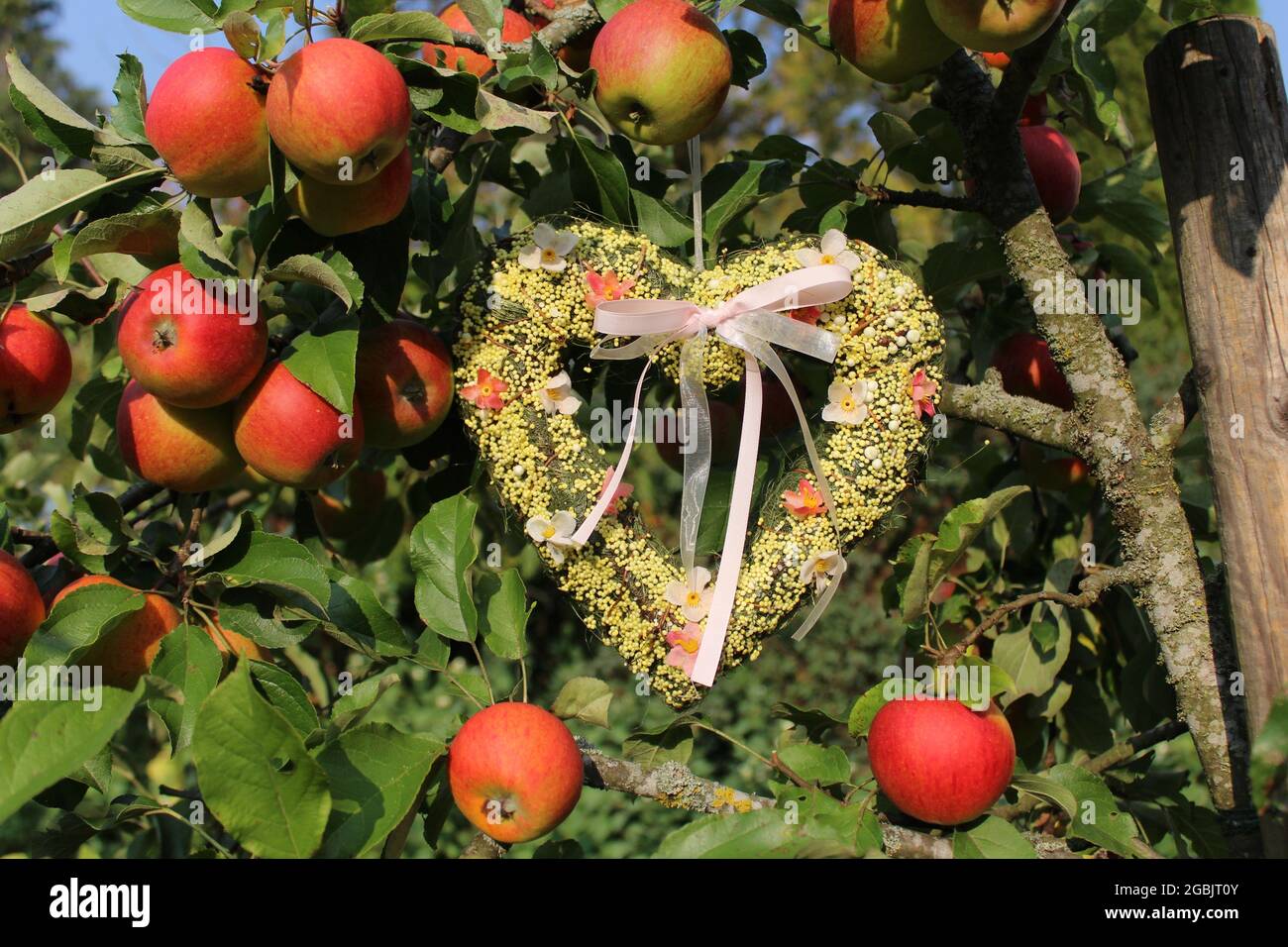 heart in the apple tree Stock Photo - Alamy
