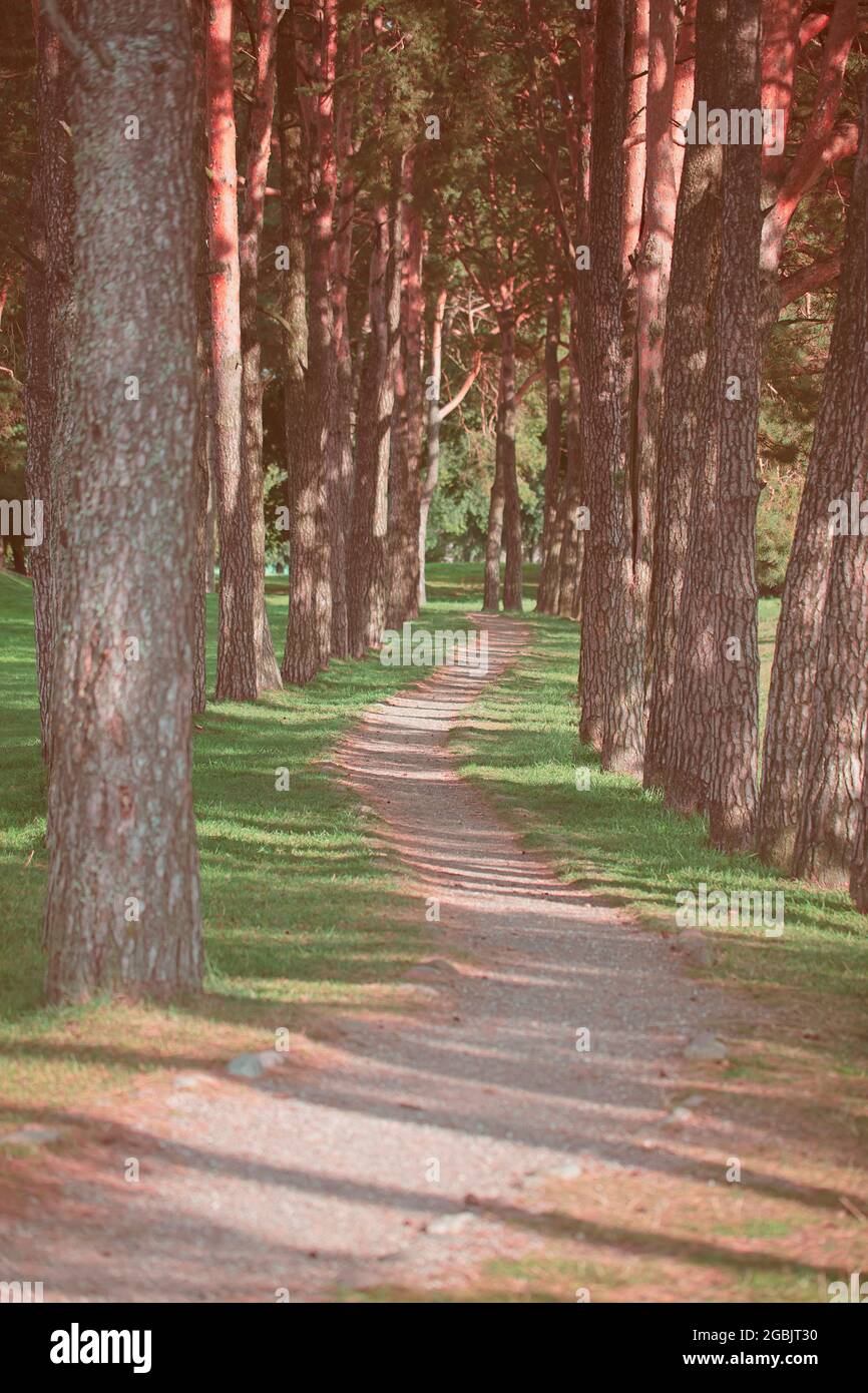 Faded forest landscape with trail shot vertically Stock Photo - Alamy