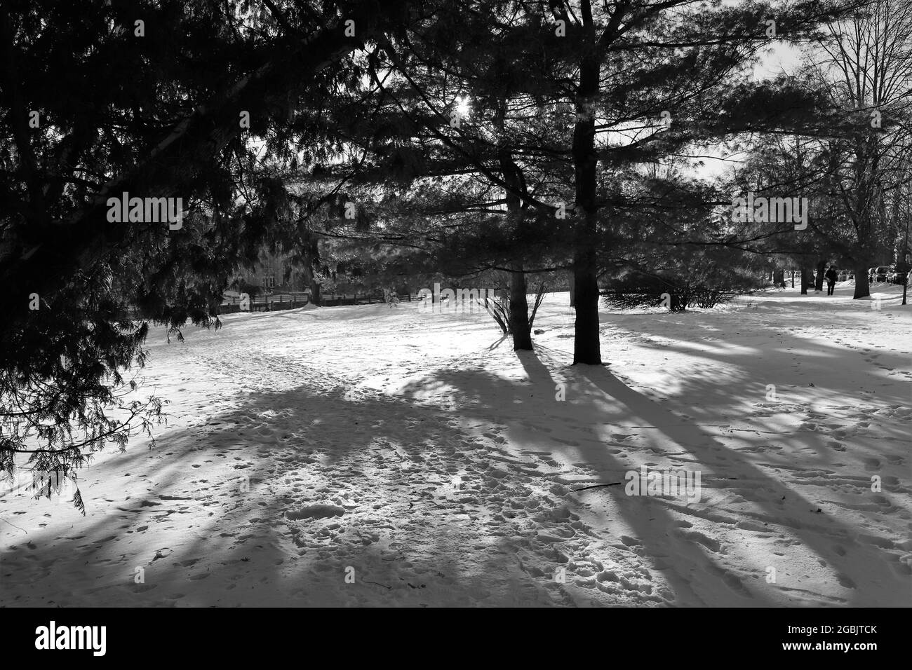 black and white winter scene in the park Stock Photo - Alamy