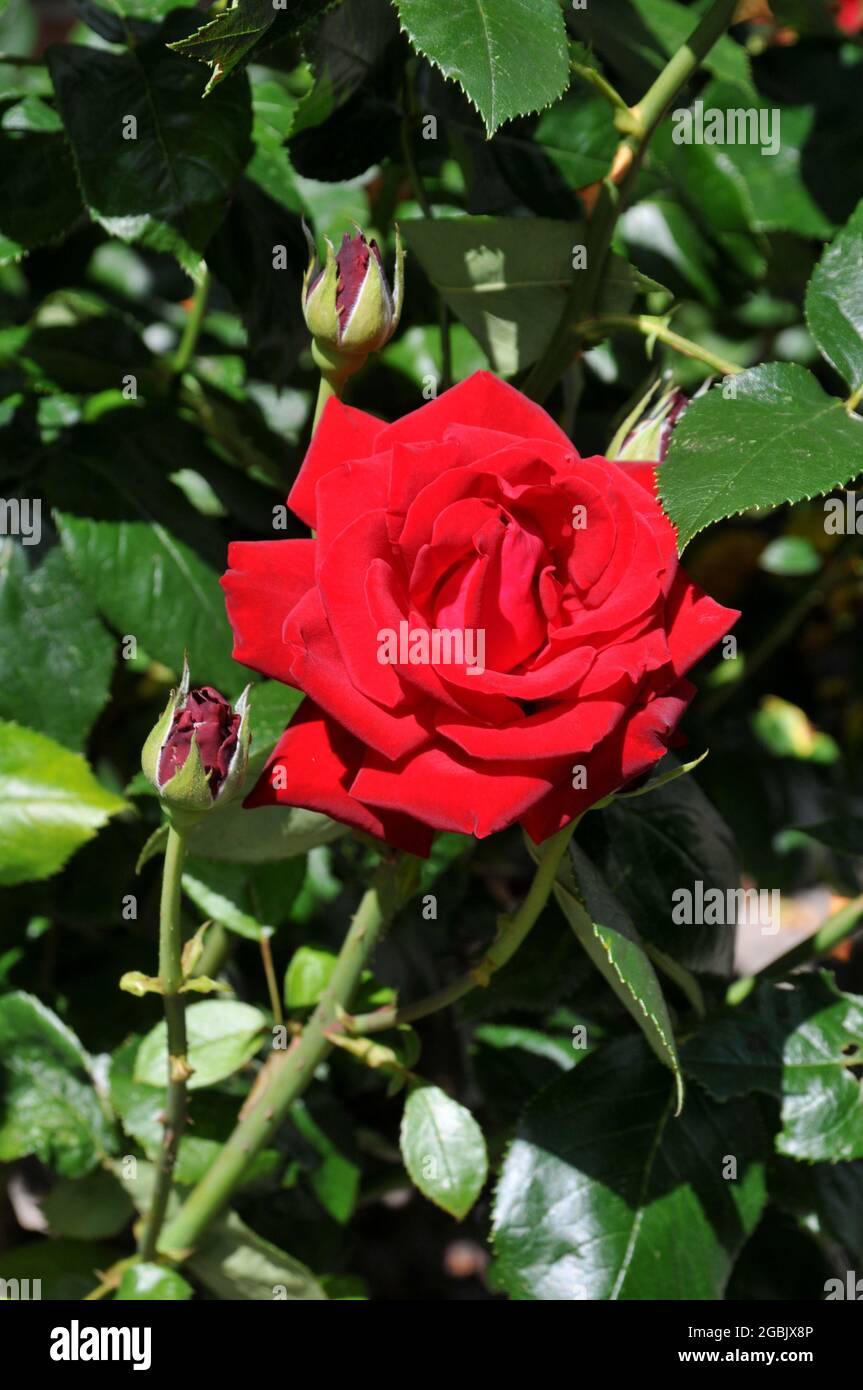 Kastrup/ Denmark. 04 August 2021,Various colour rose fowers and rose ...