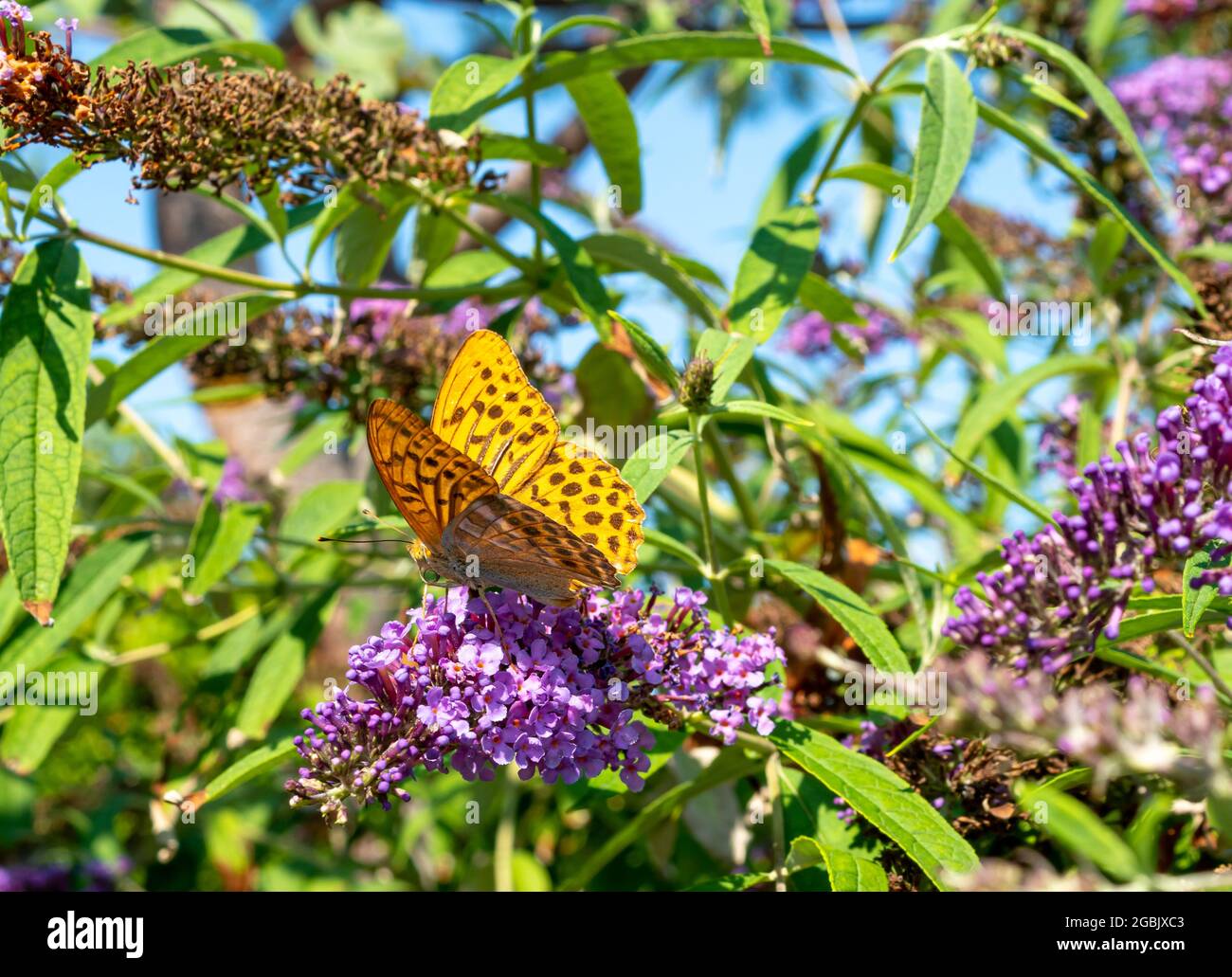 Butterfly tree hi-res stock photography and images - Alamy