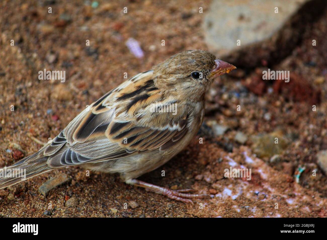 Cute small sparrow standing on a ground Stock Photo - Alamy