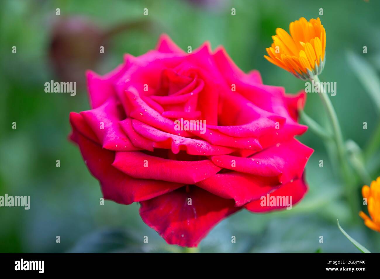 A large flower of a red rose in natural conditions Stock Photo - Alamy