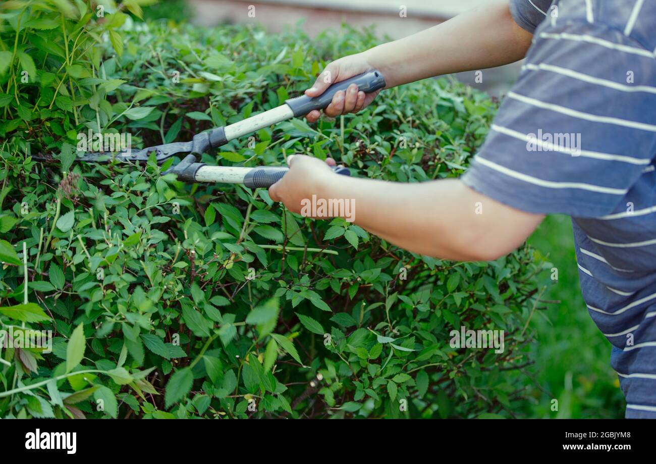 The gardener's hands are cutting the bushes with large scissors Stock ...