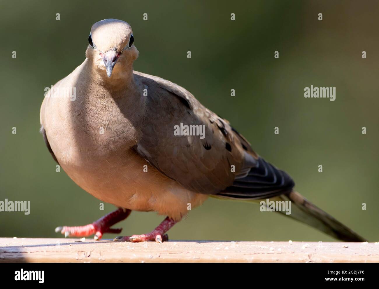 Mourning Dove in the shadows on the deck Stock Photo - Alamy