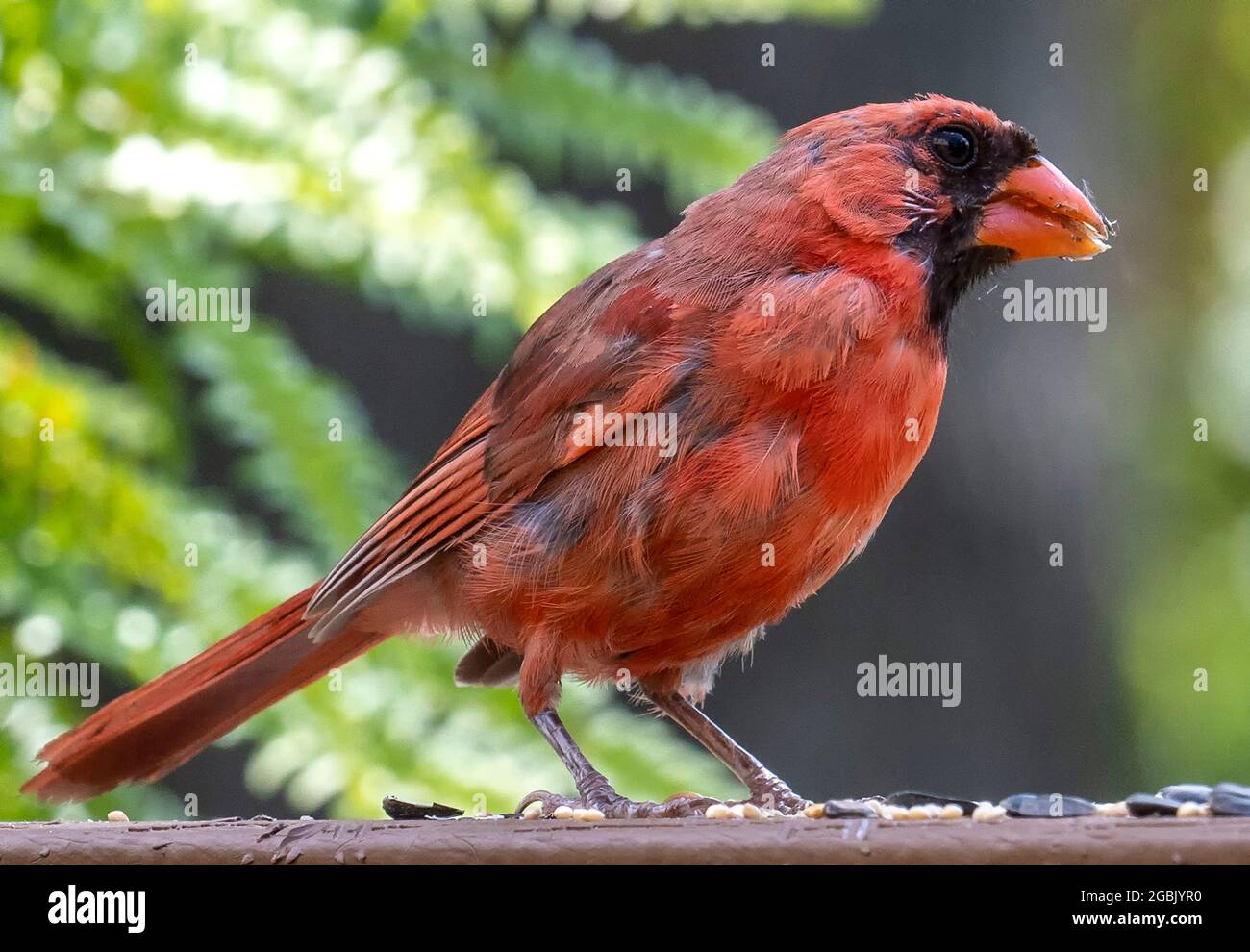 Flower feeds food garden hi-res stock photography and images - Alamy
