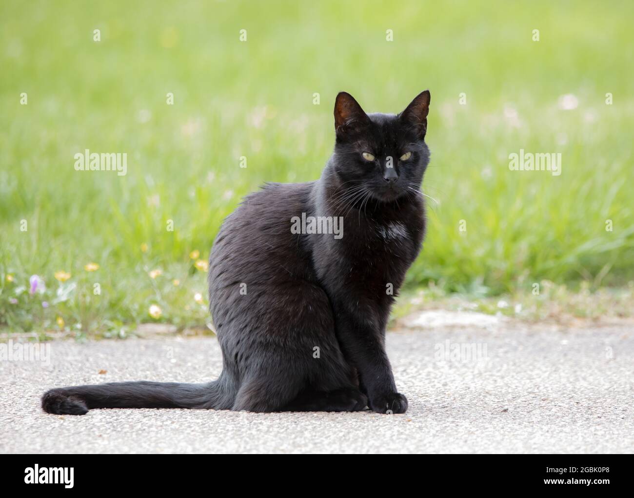 Beautiful black fluffy cat sitting on the asphalt road Stock Photo - Alamy