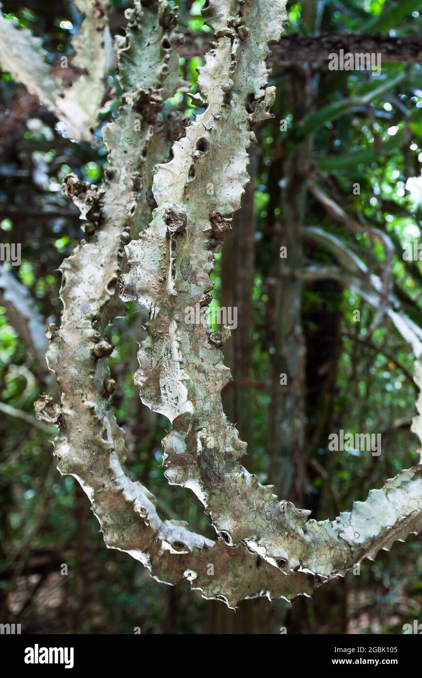 Magical wild silver cactus in evergreen primeval forest. Abstract shape ...