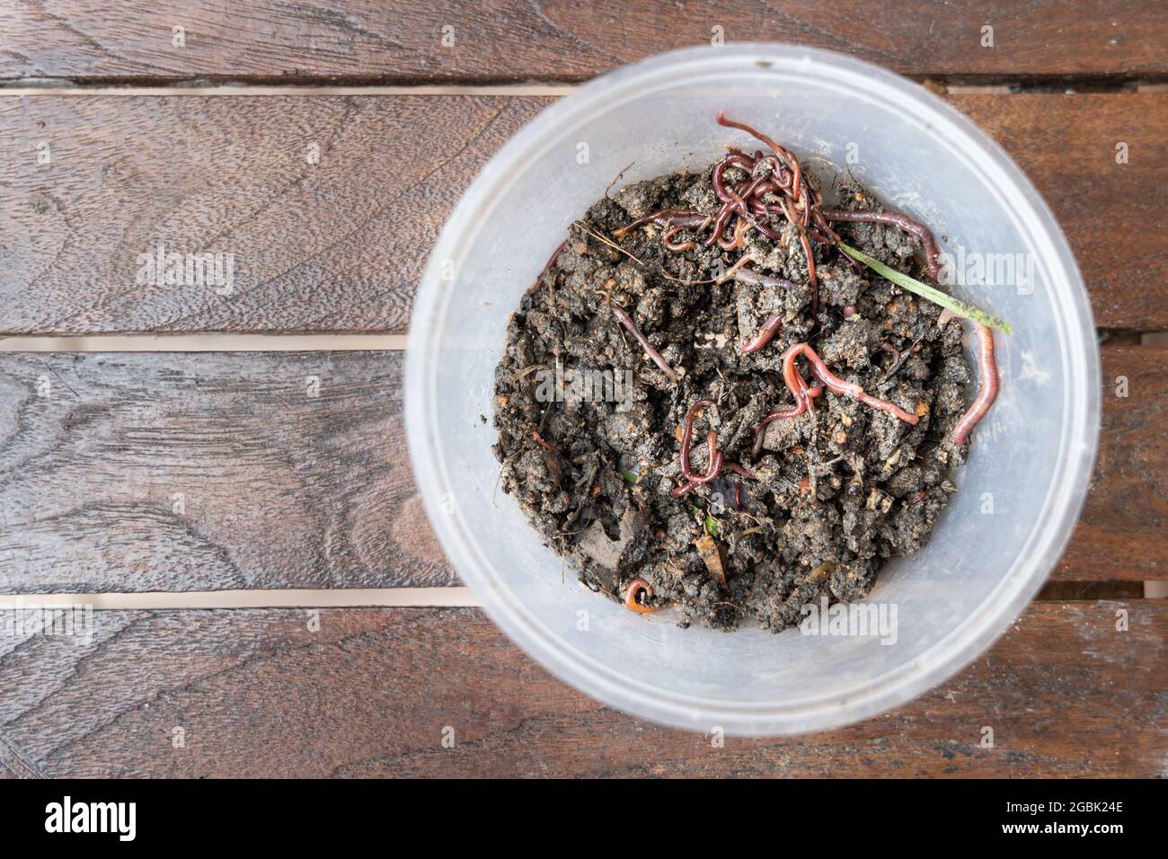 Vermiculture hi-res stock photography and images - Alamy