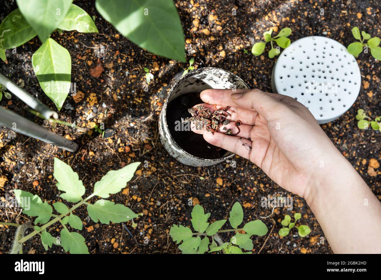 Overhead view on hand feeding red wrigglers earthworms into worm tower ...