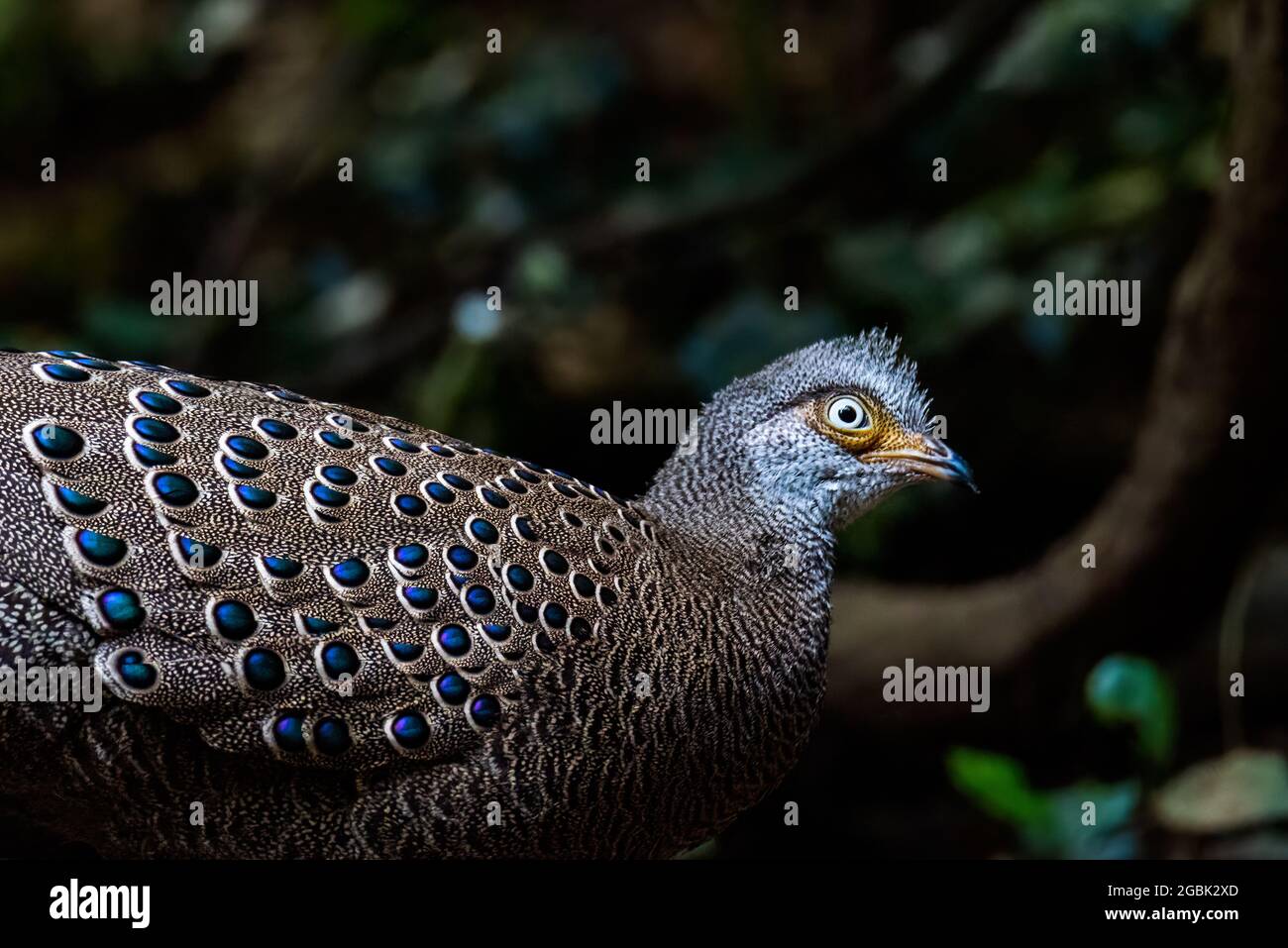 Grey Peacock-Pheasant, Beautiful birds of Thailand Stock Photo - Alamy